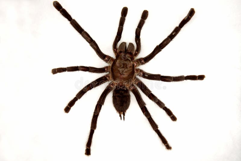 Tarantula top view stock photo. Image of high, view, spider - 23367242