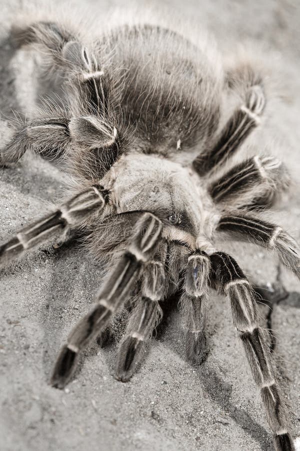 Tarantula stock image. Image of tarantula, insect, stand - 6941383