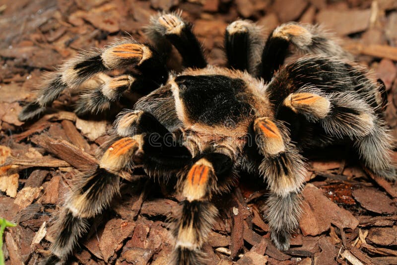 B Hamorii Vertical Copyright Ernie Cooper 2018 Stock Image - Image of ...