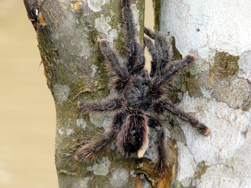 369 Amazon Peru Jungle Insect Stock Photos - Free & Royalty-Free Stock ...