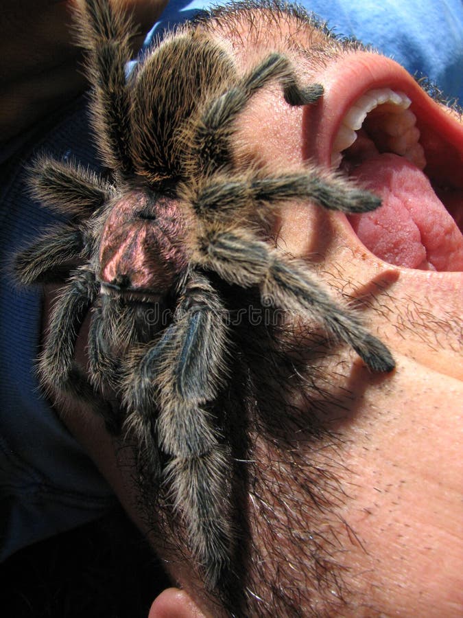 Tarantula Del Pelo De Rose En Cara Imagen de archivo - Imagen de cara, fobia: 5200079