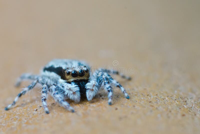 Arrastre Azul Del Tarantula Imagen de archivo - Imagen de fauna ...
