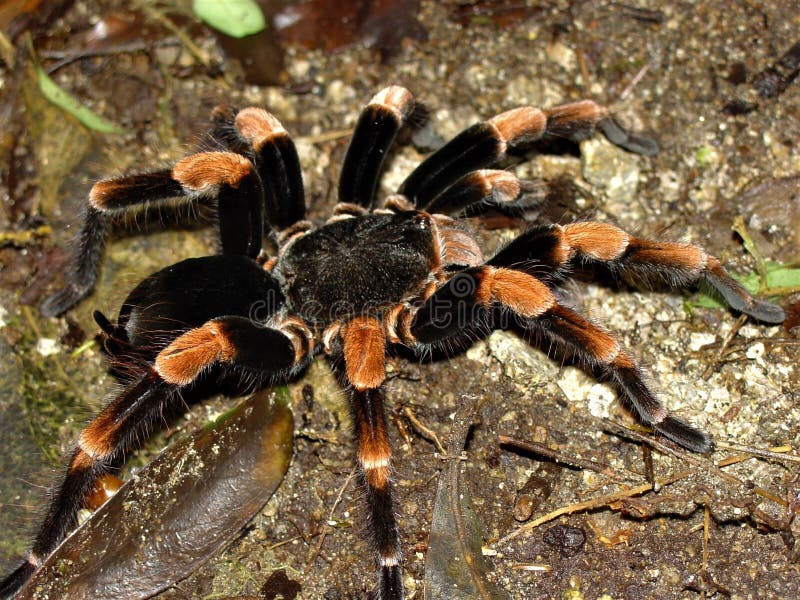 Black Tarantula Hiding Forest Stock Photos - Free & Royalty-Free Stock ...