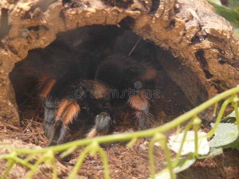 Tarantula stock photo. Image of spider, orange, phobia - 162961726