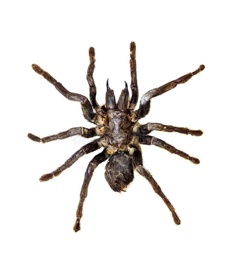 Top View of Tarantula Spider Stock Image - Image of black, predator ...
