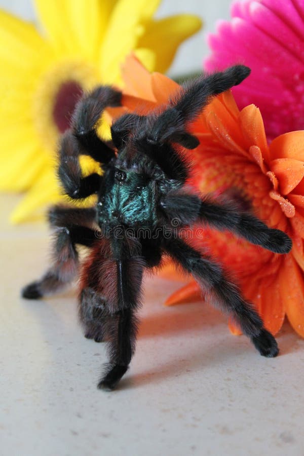 Tarantula stock photo. Image of gerbera, animals, eight - 55527942