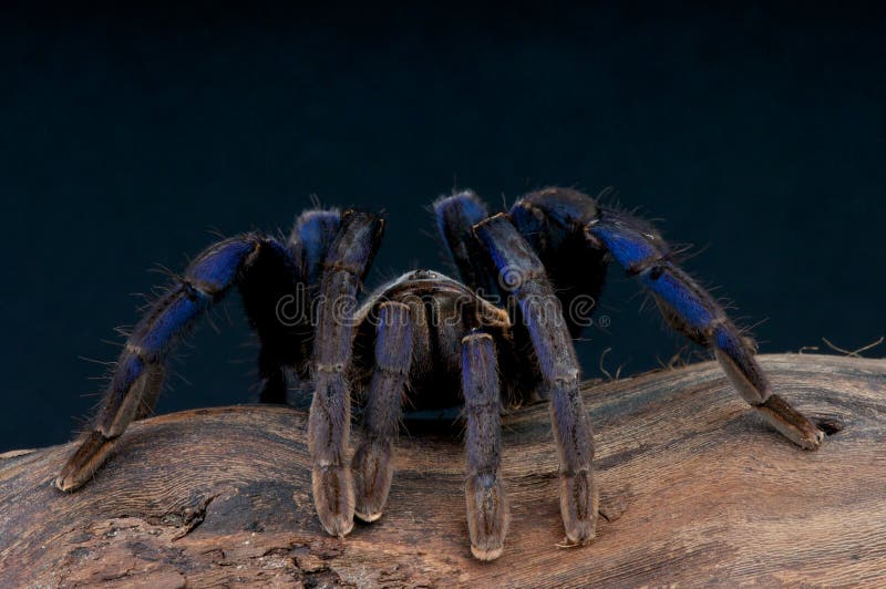 Tarantula Del Azul De Cobalto Foto de archivo - Imagen de bosque ...