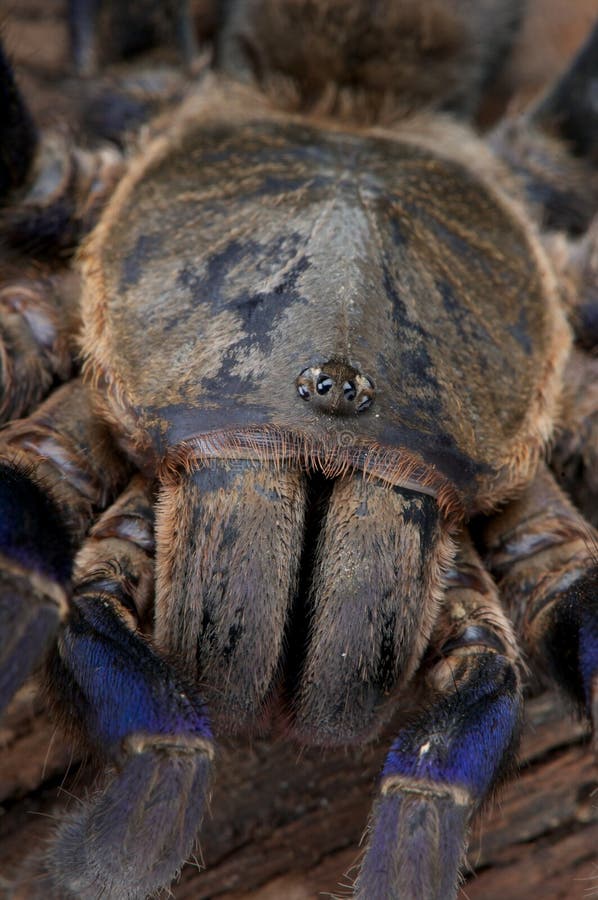 Tarantula azul cobalto foto de archivo. Imagen de mascotas - 25111640