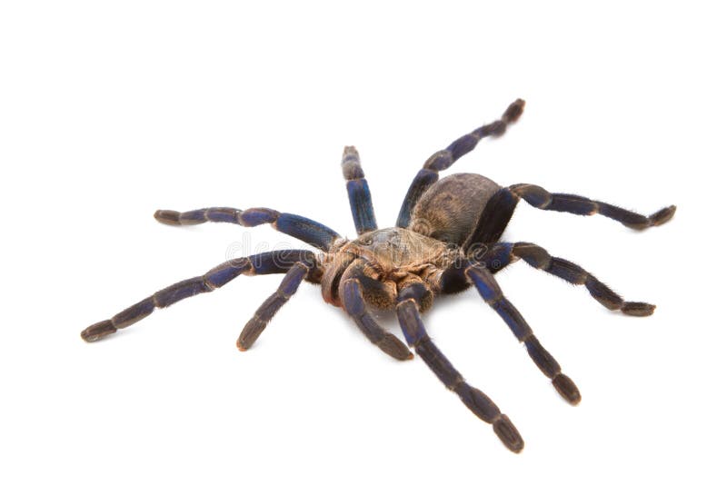 Tarantula Del Azul De Cobalto Imagen de archivo - Imagen de macro ...