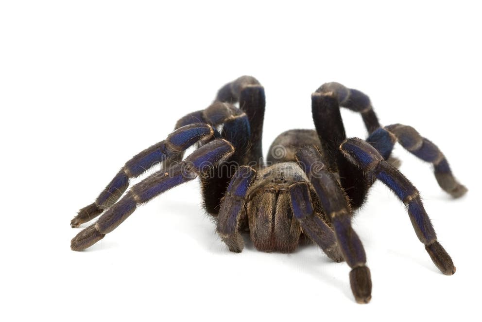 Tarantula Del Azul De Cobalto Imagen de archivo - Imagen de pierna ...