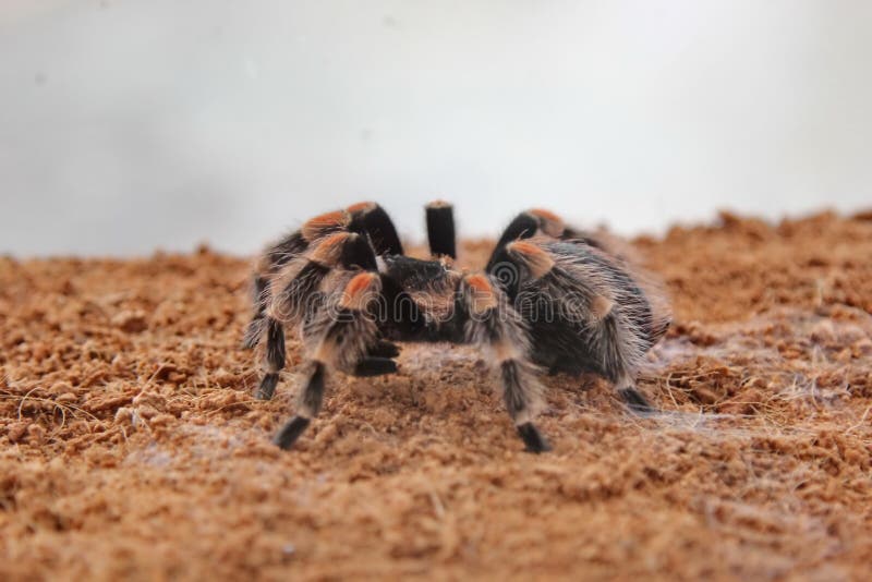 La Tarantola Del Ragno Striscia Sulla Mano Del ` S Della Ragazza ...