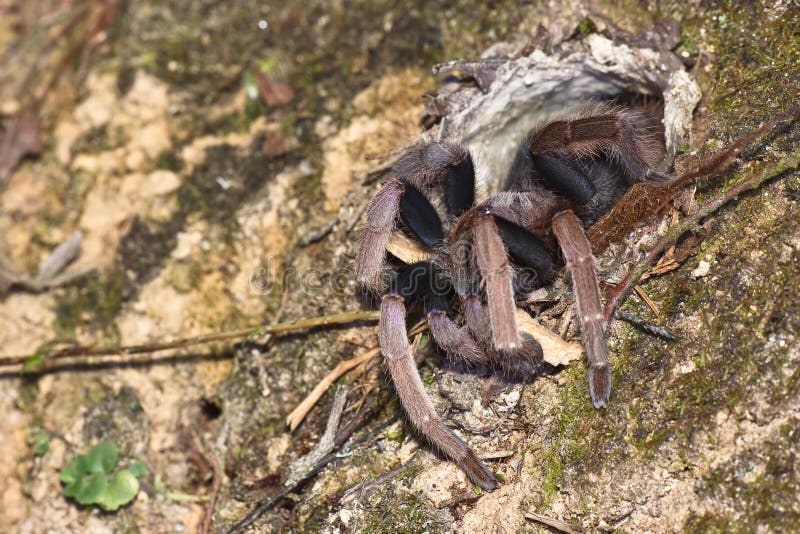 Tarantula Del Ragno Fuori Dal Nido Immagine Stock - Immagine di ...