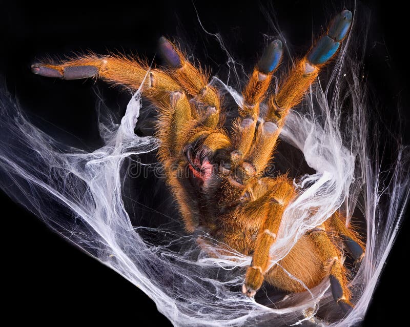 Tarantula Displaying Fangs Stock Photos - Free & Royalty-Free Stock ...