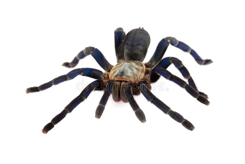 Tarantula Do Azul De Cobalto. Foto de Stock - Imagem de oito, veneno ...