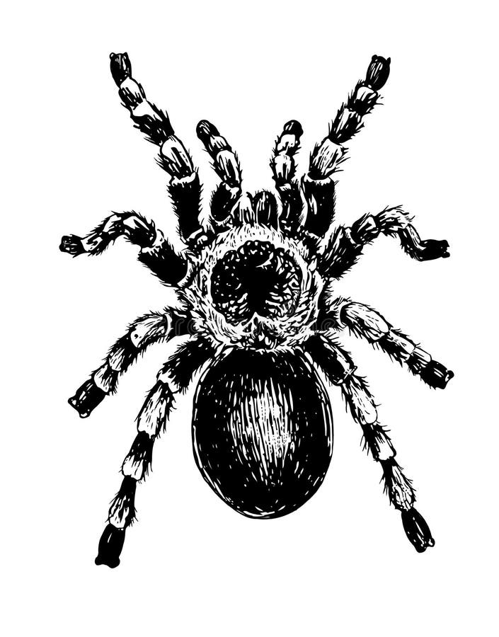 Tarantula. Insect stock vector. Illustration of arachnid - 86257448