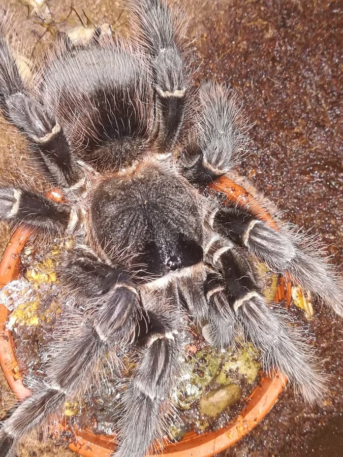 Tarantula stock photo. Image of arachnid, spider, hairy - 106591510
