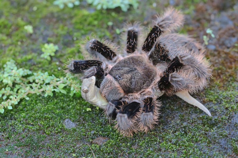 Tarantula Eating Lizard