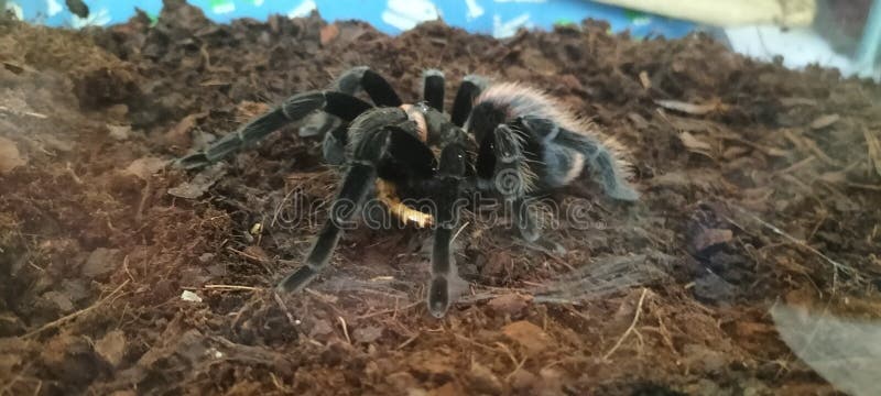 Tarantula eating worm stock photo. Image of worm, tarantula - 271191594