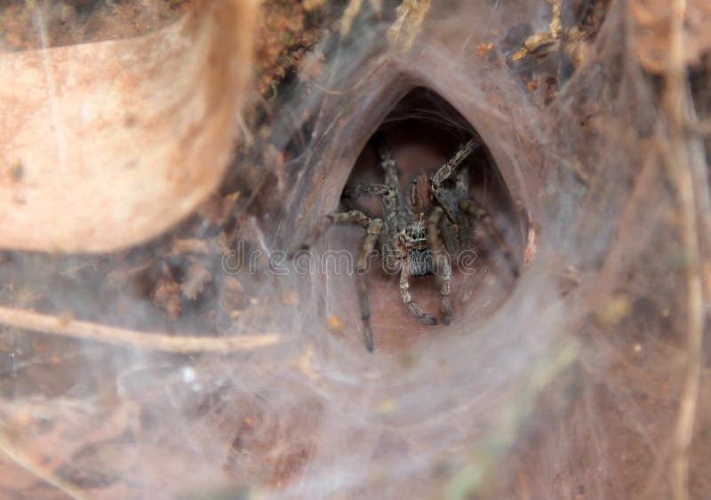 Tarantula at the Entrance To Its Burrow Stock Image - Image of arachnid ...