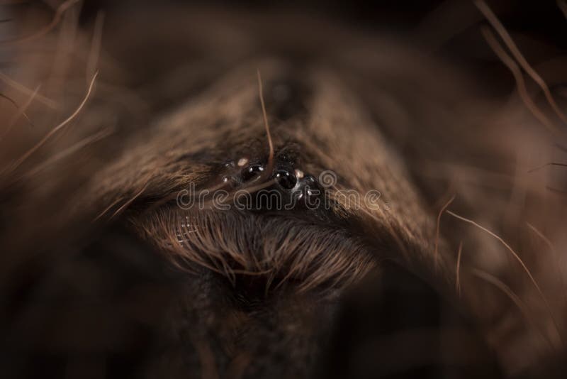 Tarantula eyes stock image. Image of macro, tarantulla - 24488741