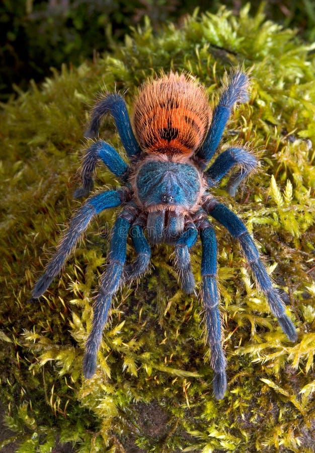 Tarantula facing front stock photo. Image of crawling - 9049582