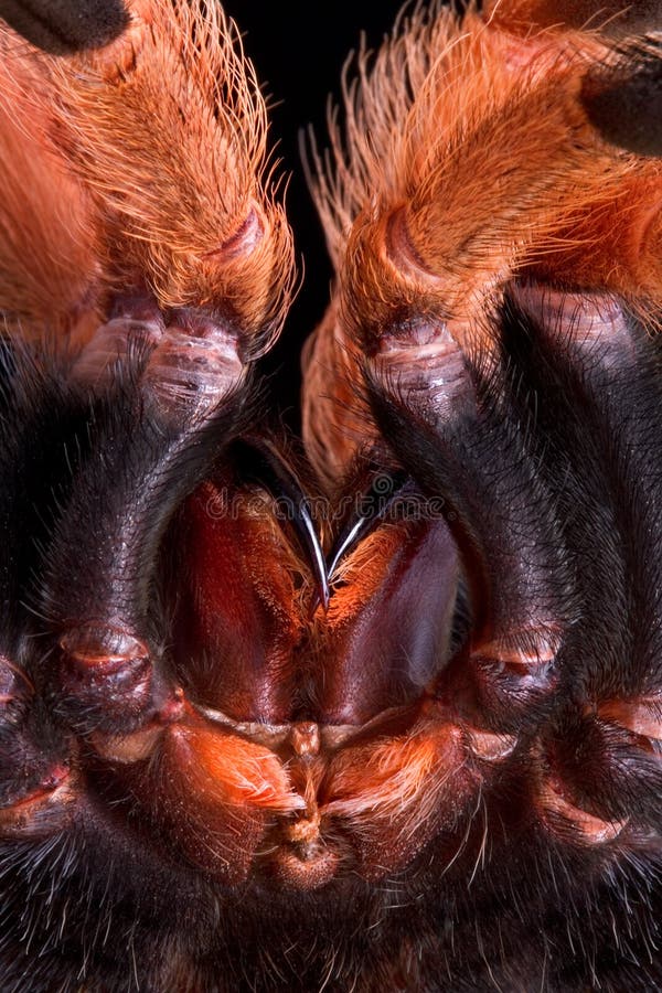 Tarantula Fangs stock photo. Image of predator, tarantula - 9102228