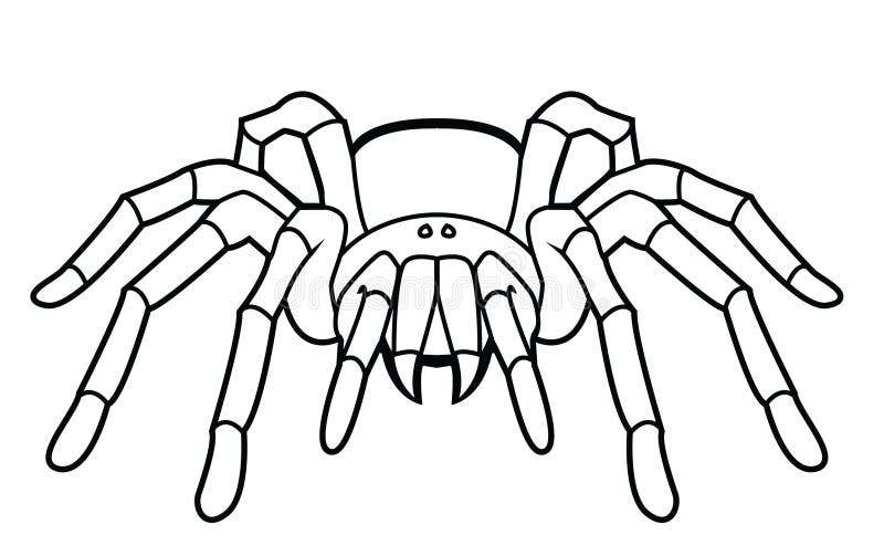 Tarantula Front View Black and White Illustration Design Stock Vector ...