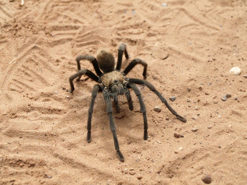 Tarantola del deserto fotografia stock. Immagine di tarantula - 37545532