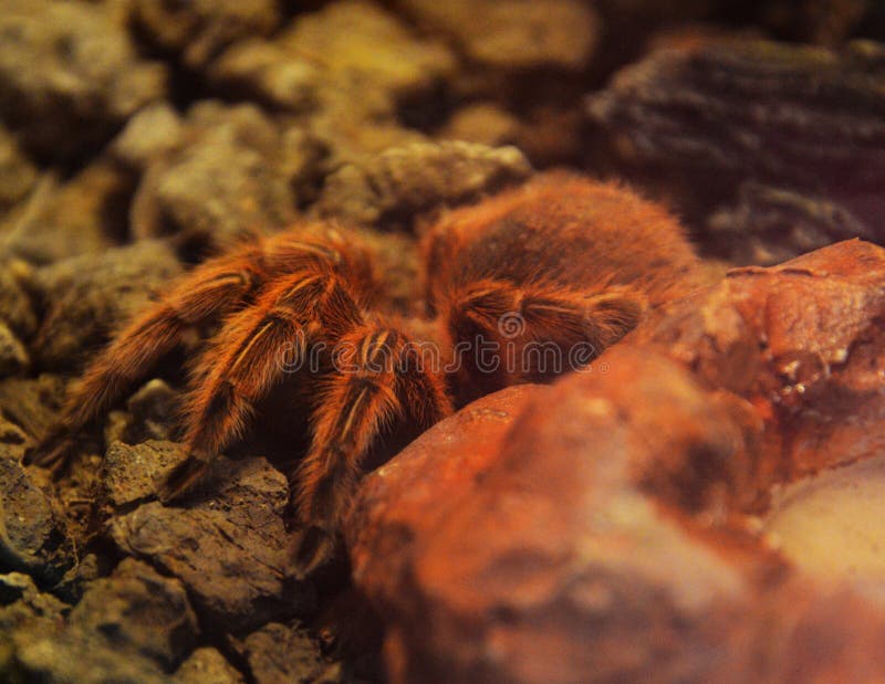 Tarantula stock image. Image of macro, artropod, aracnophobia - 53646067