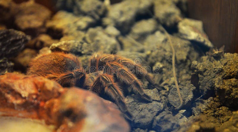 Tarantula stock photo. Image of artropod, venom, arachnid - 53646138