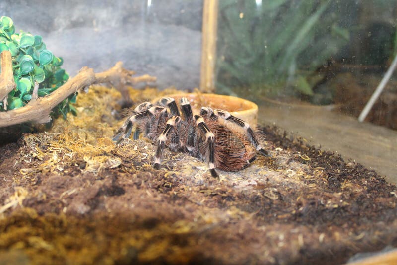 Tarantula grande da aranha foto de stock. Imagem de nave - 100734690