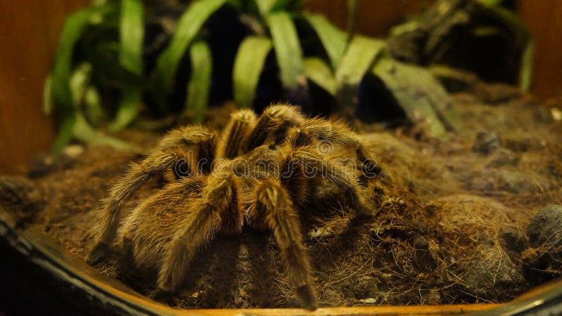 Tarantula stock photo. Image of japan, spiritual, predator - 85288392