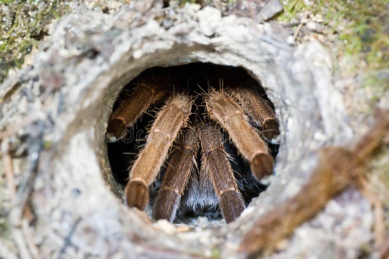 Texas Brown Tarantula stock photo. Image of legs, spider - 7190828