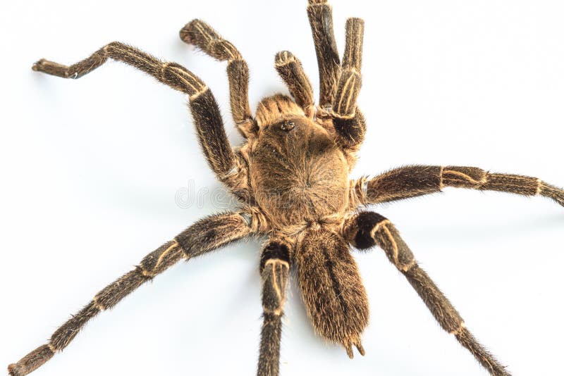 Tarantula Isolated on White Background Stock Photo - Image of poisonous ...