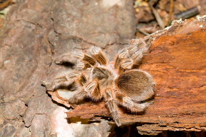Tarantula In Its Natural Habitat Stock Image - Image of animal, horror ...