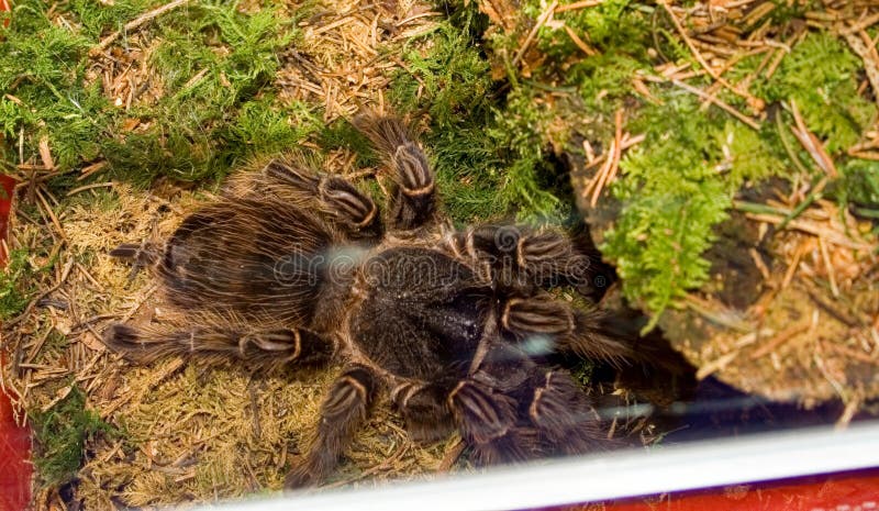 Tarantula in Terrarium stock image. Image of light, comfort - 363631885
