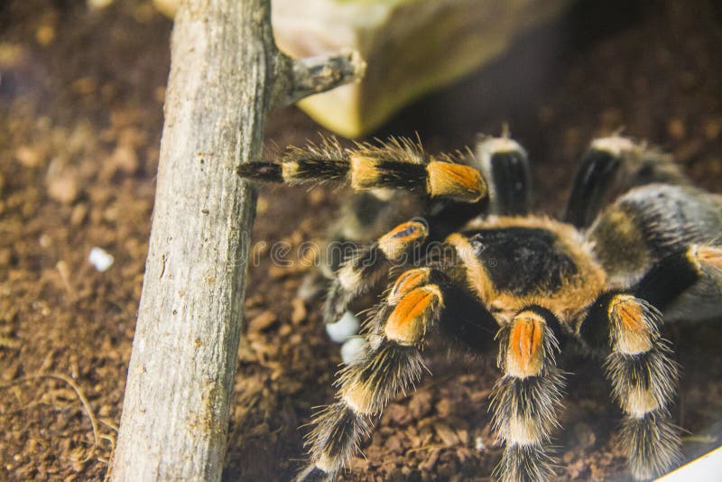 Tarantula stock photo. Image of aracnophobia, tarantula - 45568690
