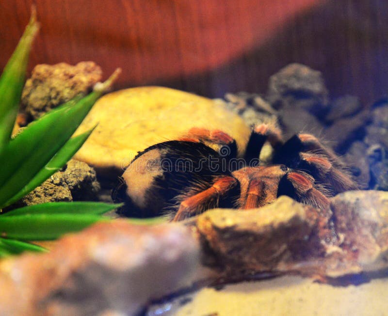 Tarantula stock image. Image of poison, insect, lycosa - 53646129