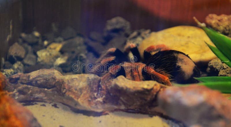 Tarantula stock photo. Image of stone, spider, goliath - 53646234