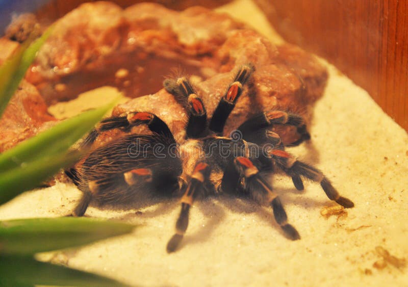 Tarantula stock image. Image of stone, macro, pinkfoot - 53646275