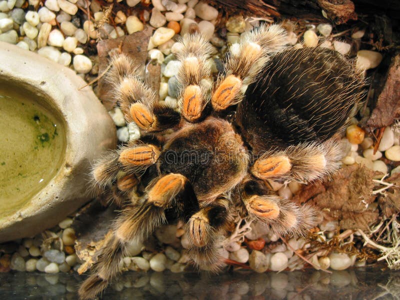 Tarántula Mexicana De Rodillas Rojas Foto de archivo - Imagen de cubo ...