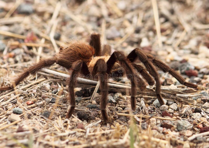 Tarantula Migration stock image. Image of survival, venoumous - 21552535