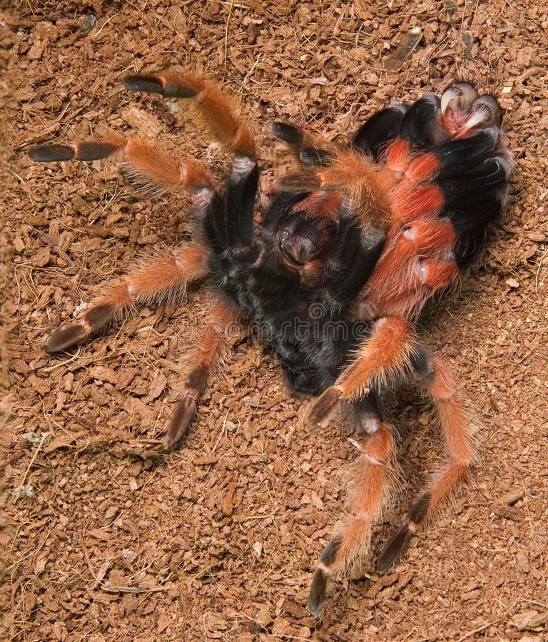Tarantula Den stock photo. Image of invertebrate, macro - 23762682