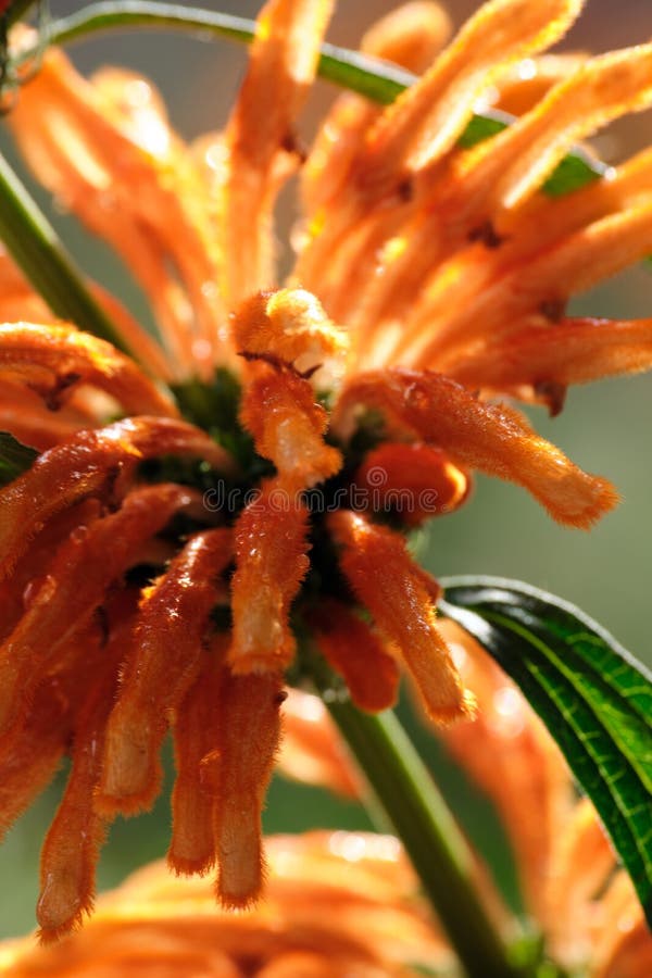 Tarantula Orange: Orange Flower Taken in Macro Stock Image - Image of ...
