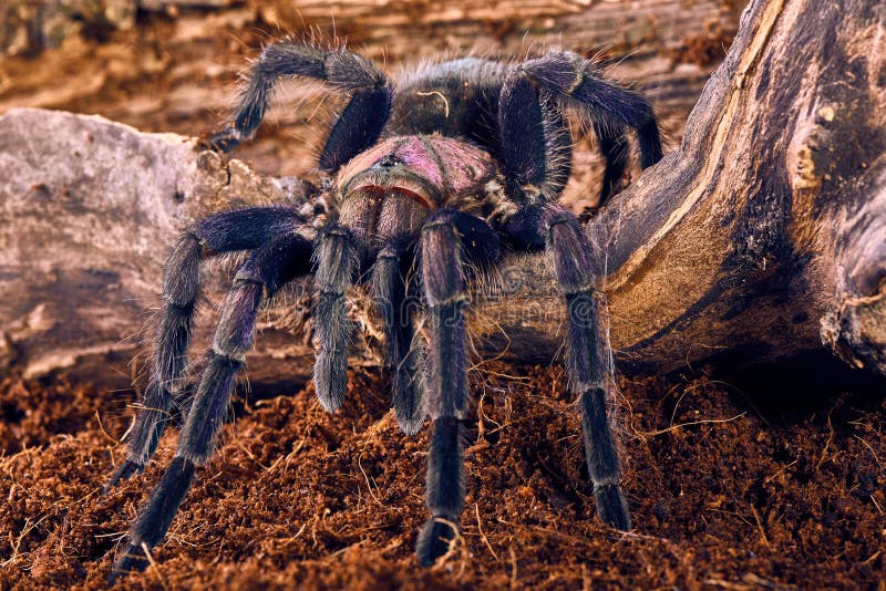 Tarantula Phormictopus Sp Purple Stock Photo - Image of flauna, nature ...