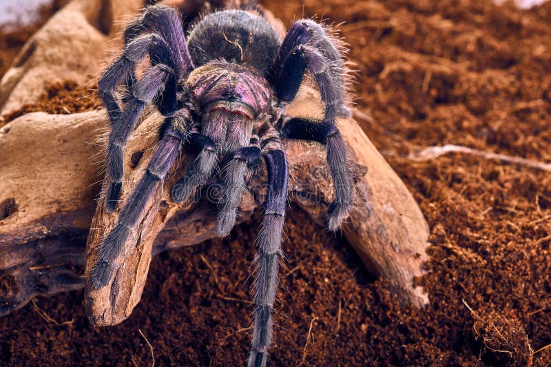 74 Purple Tarantula Photos - Free & Royalty-Free Stock Photos from ...