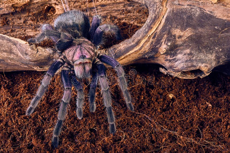 Tarantula Phormictopus Sp Purple Stock Photo - Image of hunter ...