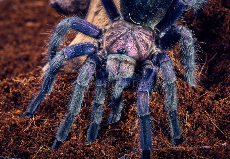 Tarantula Phormictopus Sp Purple Stock Image - Image of forest, mature ...