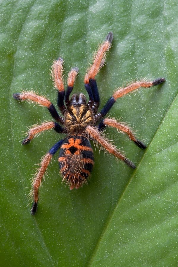 103 Tarántula Del Bebé Fotos de stock - Fotos libres de regalías de ...
