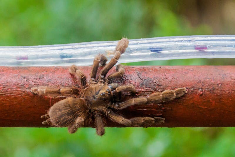 Tarantula on a Railing in Pana Stock Image - Image of outdoor, wild ...